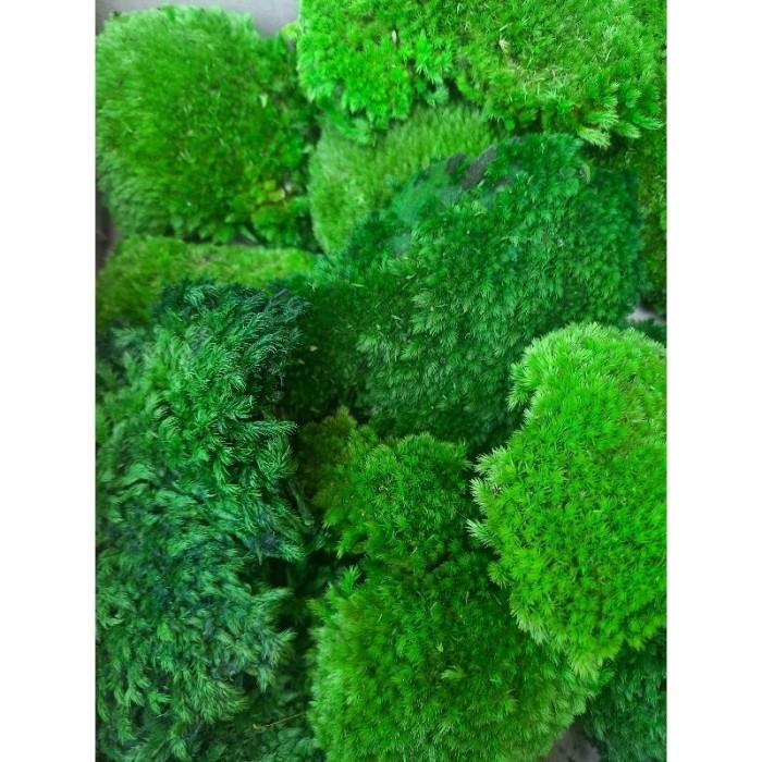 Jual " PRESERVED MOSS | LUMUT AWETAN | LUMUT ABADI - Jakarta Pusat ...