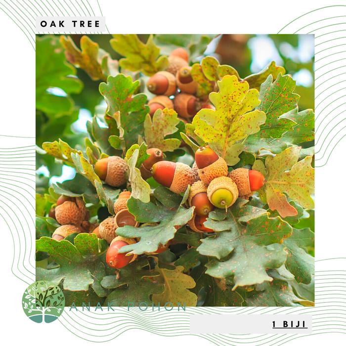 Jual Benih Bibit Biji - Pohon Ek Oak Tree Seeds - IMPORT - Kab. Bandung ...