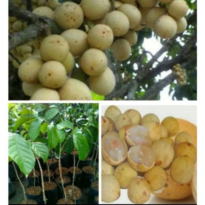 Pohon Duku