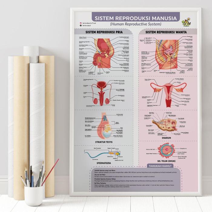 Jual Poster Biologi Anatomi Sistem Tubuh Manusia Fisiologi Manusia Indera Rangka Tubuh ...