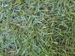 Jual Rumput Jepang | Rumput Peking/jepang - Kab. Bogor - Karya Alam ...