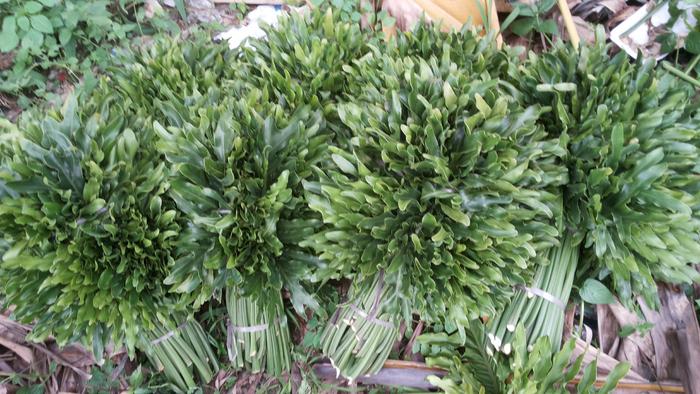 Jual DAUN PHILODENDRON SELLOUM - Kota Tangerang Selatan - PHILO DENDRUM ...