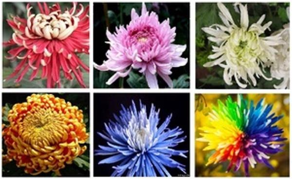 Jual Benih Biji Bunga Krisan / Chrysanthemum Flower MIX - Jakarta Timur ...