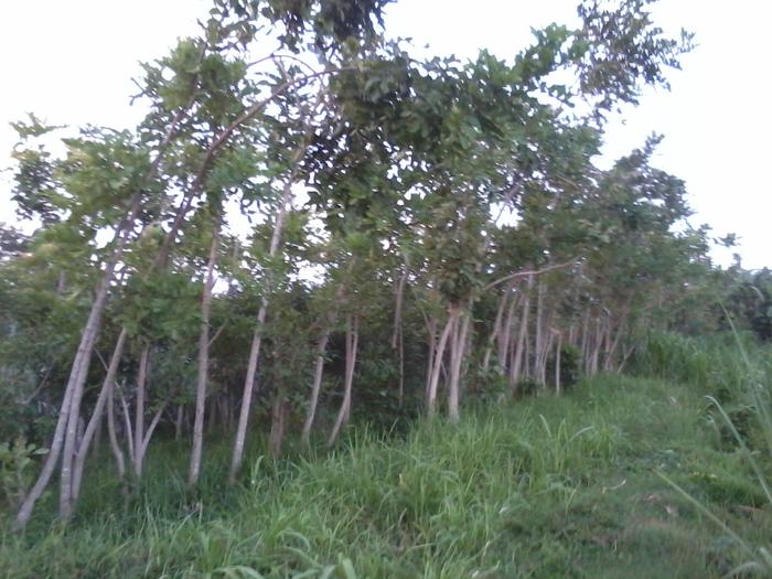 Jual Pohon kunto bimo pohon sosis - Kab. Malang - rumput gajah mini ...