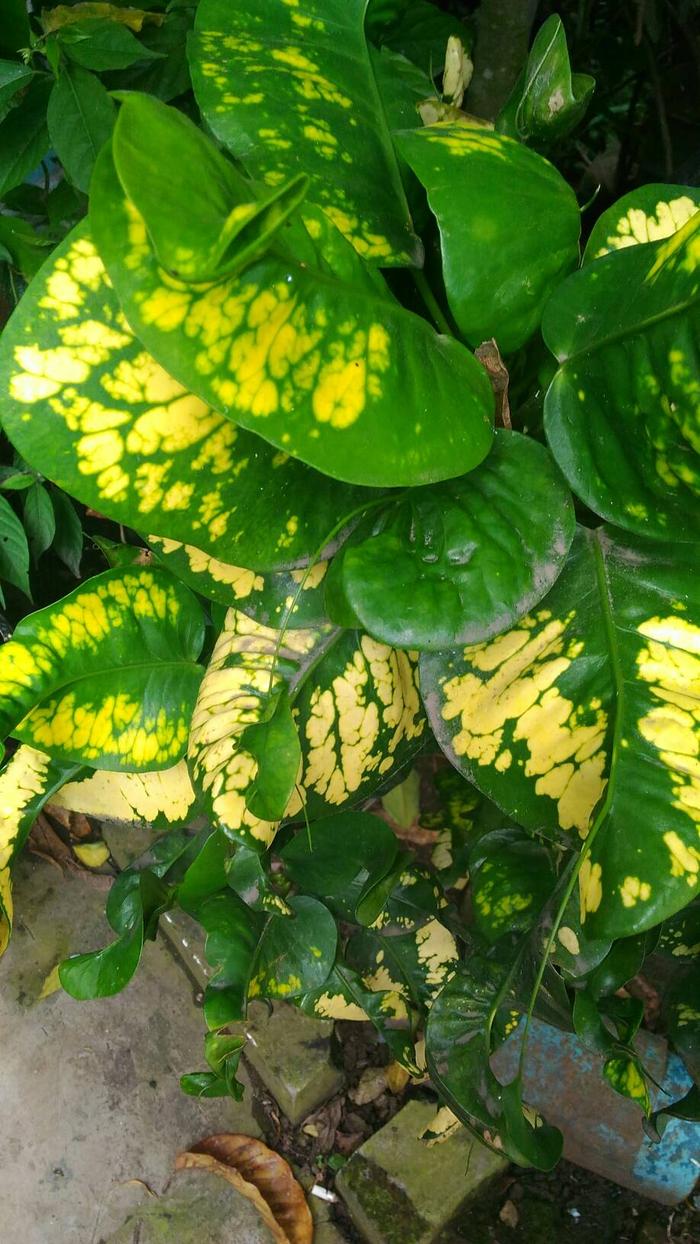 Jual Puring Apel / Puring Tellr / Bibit Puring - Kota Cimahi - TOKO ...