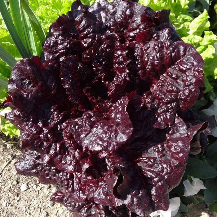 Jual Biji Benih Bibit Bunga / Sayur Selada Ungu Hydroponik - Kota ...