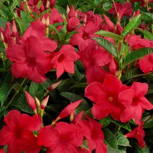Jual Mandevilla Merah - Kota Batu - Kebun Wak Leh | Tokopedia