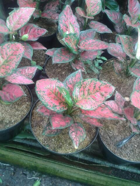 Jual jual tanaman hias aglaonema daun pink - Kab. Bogor - Gallery ...