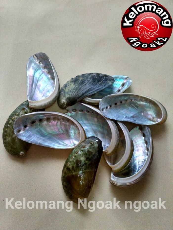 Jual Cangkang Tiram Aballon / Kerang Mata Tujuh - Jakarta Selatan ...