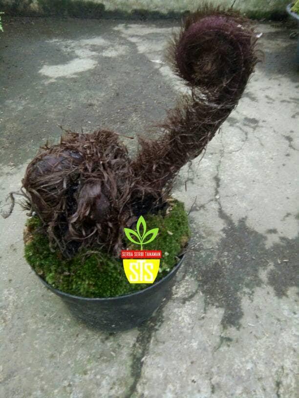 Jual Pakis hanoman(ekor monyet) - Kota Batu - serbaserbi tanaman ...