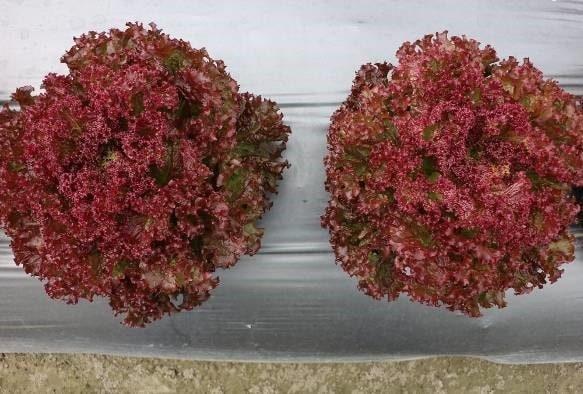 Jual 200 benih selada merah salad olga red bibit tanaman sayuran ...