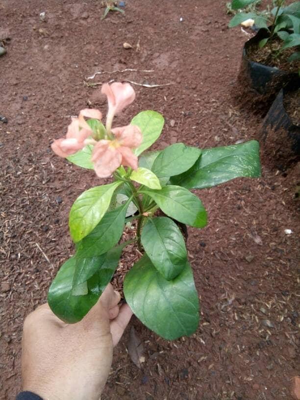 Jual bibit Tanaman pohon crossandra bunga orange / pohon rosandra - Kab ...
