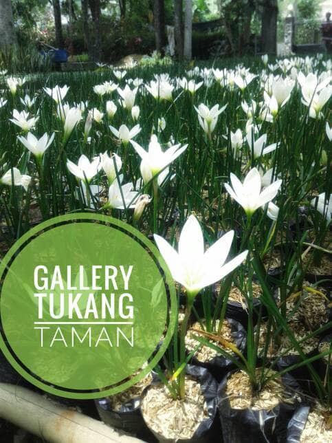 Jual Tanaman Kucai Bunga (Bunga Tulip) | Pohon Kucai - Kab. Bogor - Gallery Tukang Taman | Tokopedia
