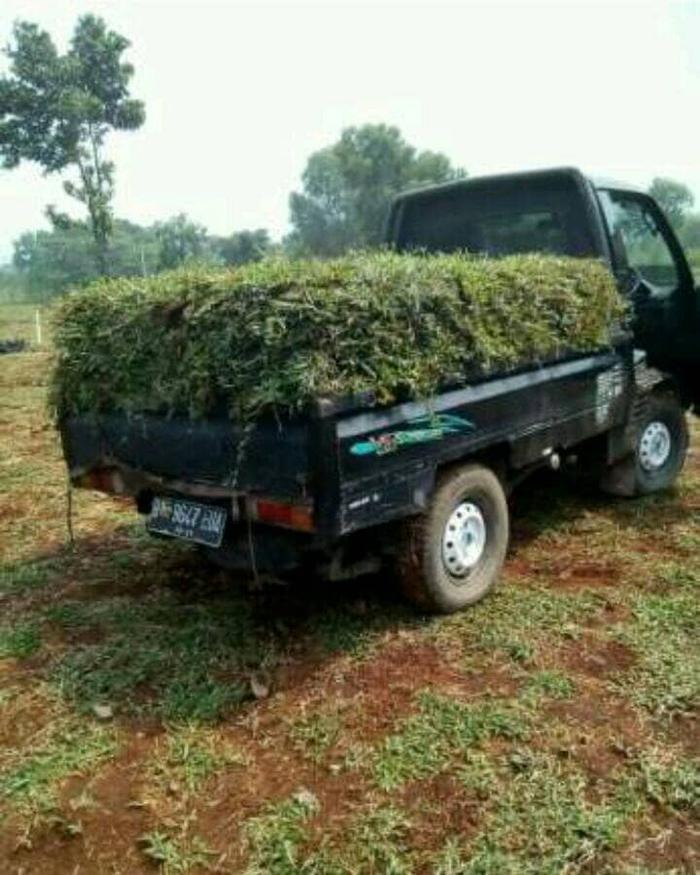 Jual Rumput Gajah Biasa Paitan Rumput Hijau Lapangan Bola Dan Giwingan ...