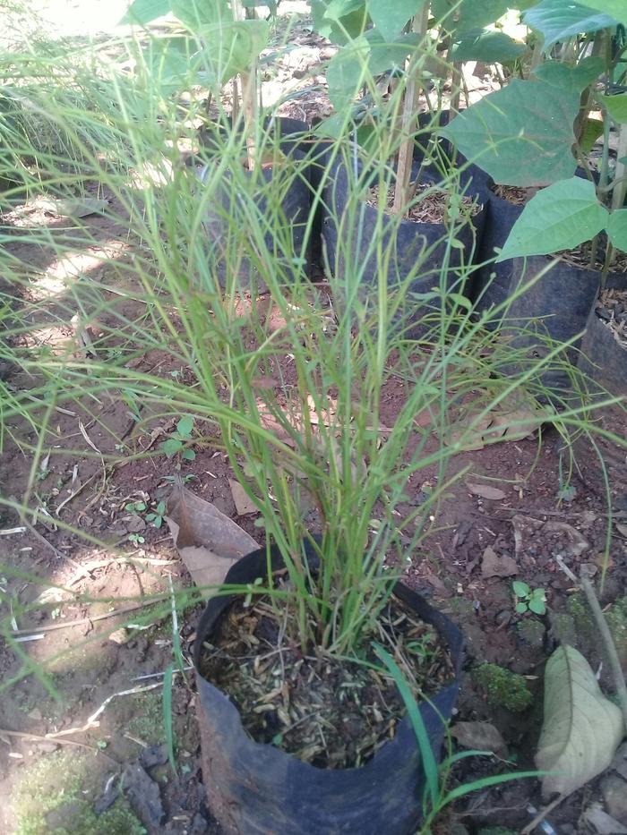 Jual pohon ruselia/bunga air mancur/kembang petasan - Kab. Bogor - Aida ...