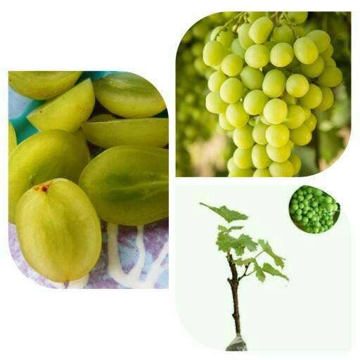 Jual bibit tanaman anggur green thompson seedless ( tanpa biji ) - Kota ...