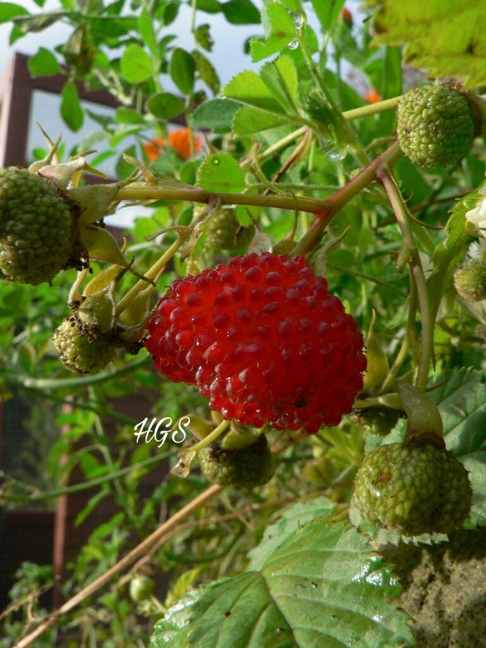 Jual Bibit Tanaman Buah Atherton Raspberry - Kota Batu - Greengarden ...