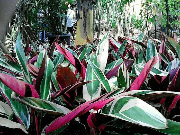 Pohon Meranti Merah Jual Bibit Pohon Meranti Shorea Spp Tanaman