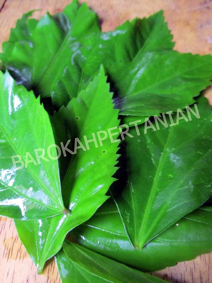 Jual Daun Bunga/Kembang Sepatu Organik Segar (Harga per Helai) - Kab ...
