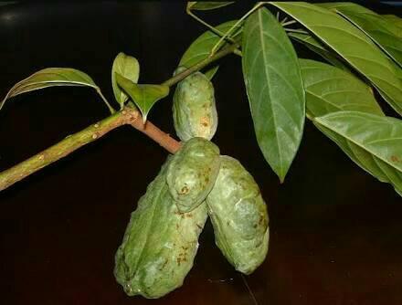 Jual Bibit Tanaman Buah Coca Cola Bitter Kola - Kota Batu - Petani ...