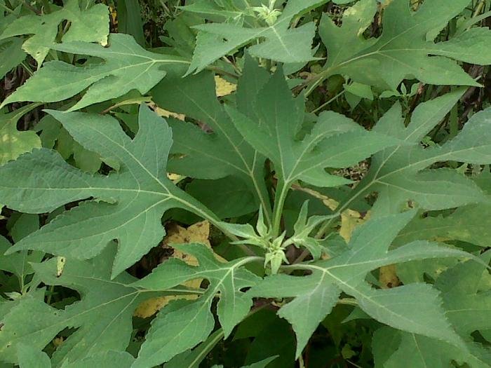 Promo Daun Insulin Segar super 100 gram - Tithonia diversifolia ...