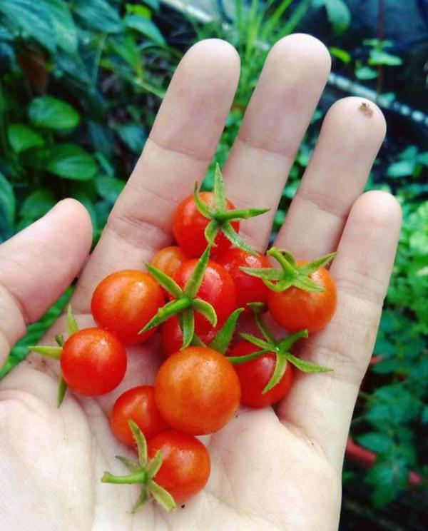 Jual Benih Tomat Cherry Merah Bulat (Cherry Tomato Round Red) - Kab ...