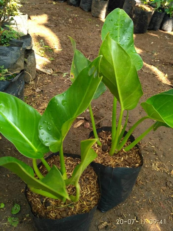 Jual pohon antorium pillo marble - Kab. Bogor - Dikas garden | Tokopedia