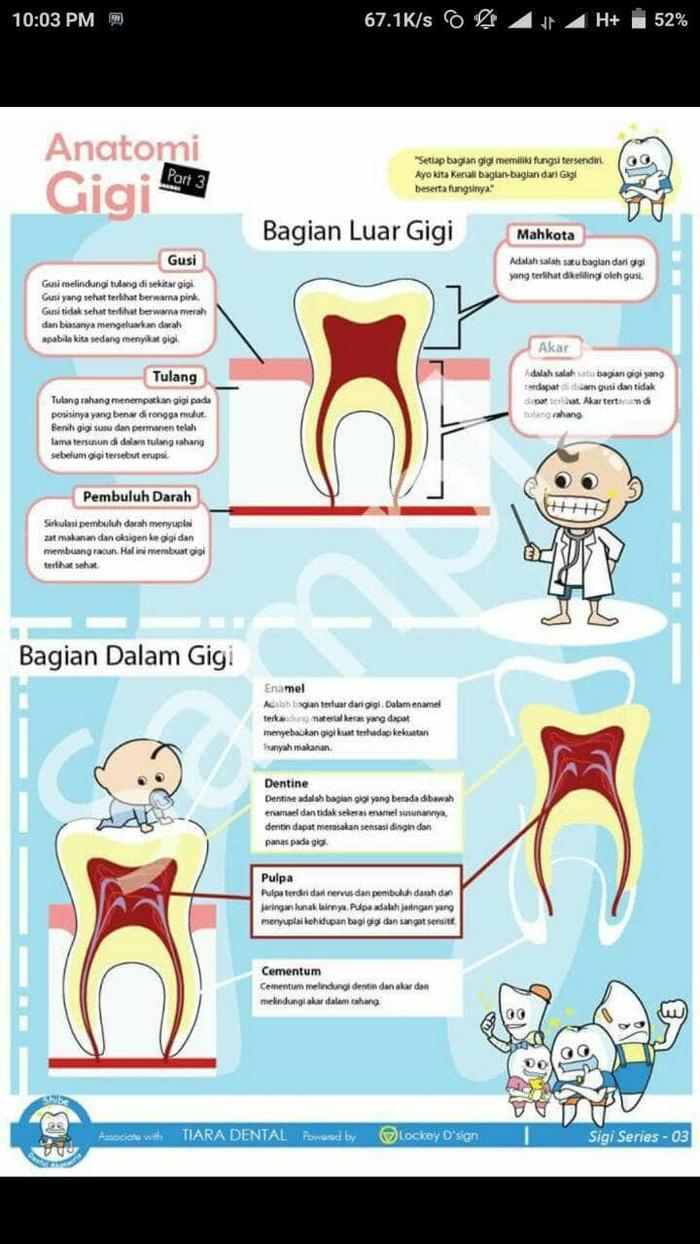 Jual POSTER GIGI A3+ TEMA ANATOMI GIGI - Kota Depok - visidenta media ...