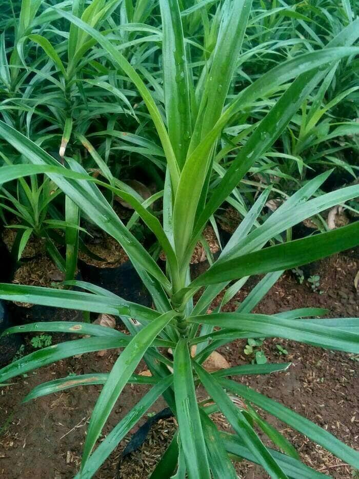 Jual Tanaman Suji Belut, Pohon Suji Belut, Tanaman Herbal Daun Sujih Belut - Kab. Bogor - Aura ...