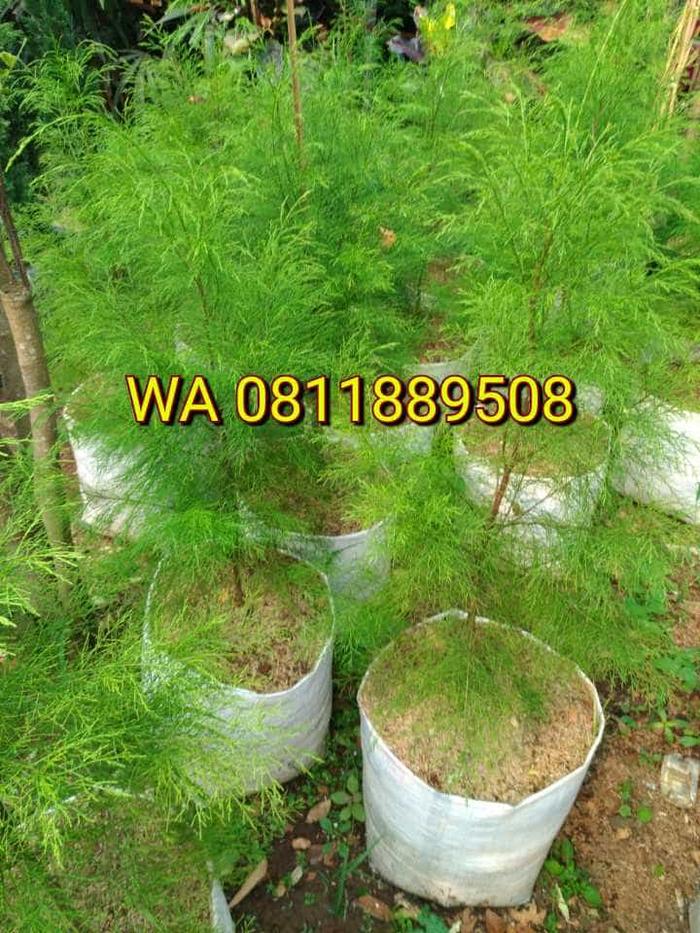 Jual Tanaman Cemara Balon Angin 1 Meter - Kab. Bogor - grosirtanaman ...