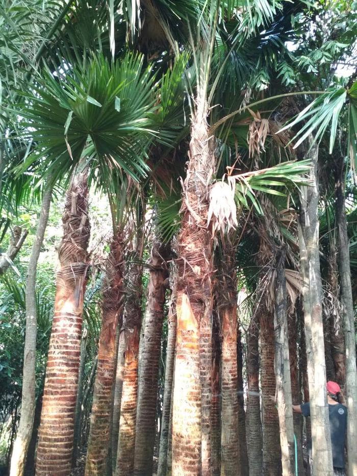 Jual Palem Sadeng (Jual Tanaman Pelindung Tebing & Hias) - Kota ...