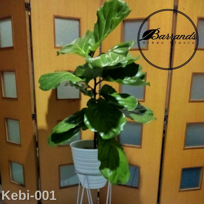 Jual Pohon Ketapang Biola Cantik / Kebi / Fiddle Leaf Fig Di Seller ...