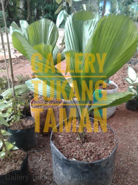 Jual Tanaman Palem Kol | Pohon Palem | Tanaman Indoor Dan Outdoor - Kab ...