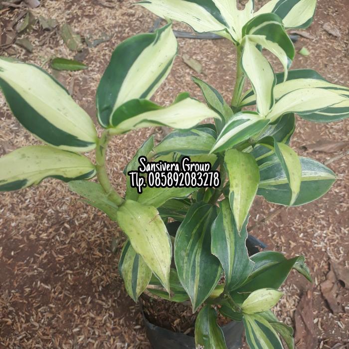 Jual Tanaman Pacing Pentul Variegata / Costus Spicatus / Costus ...