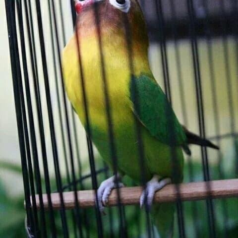 Lovebird Biru Ngekek