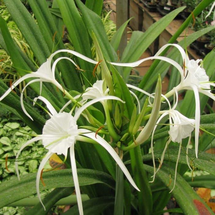 White Spider Lily Flower