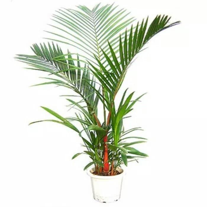 Pohon Pinang Merah