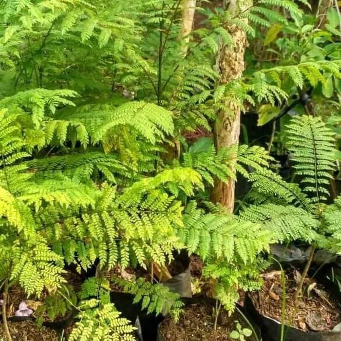 Jual Bibit tanaman jakaranda/pohon jacaranda/pohon pelindung - Kab ...