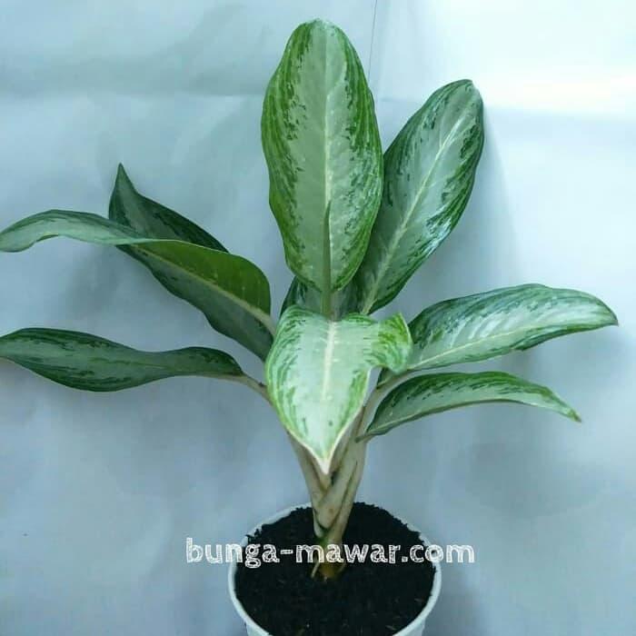 Jual Chinese Evergreen Amelia Aglaonema Commutatum - Kab. Bandung Barat ...