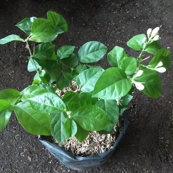 Jual bibit tanaman melati wangi - Jakarta Timur - RUMAH DELIMA | Tokopedia