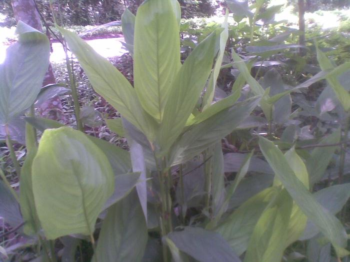 Jual Pohon Garut, ararut atau irut (Maranta arundinacea) - Kab ...