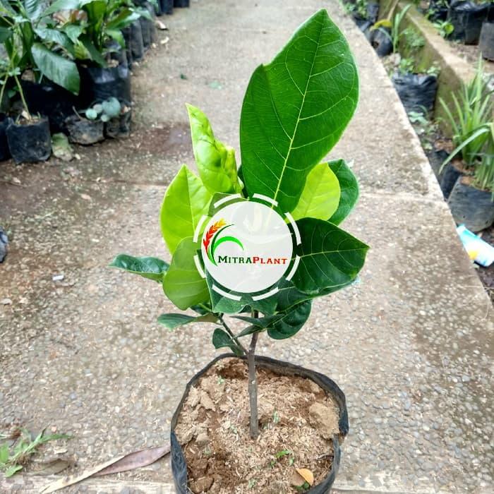 Jual Bibit Pohon Nangka Mini Kuning - Tanaman Buah Nangka Hasil Okulasi ...