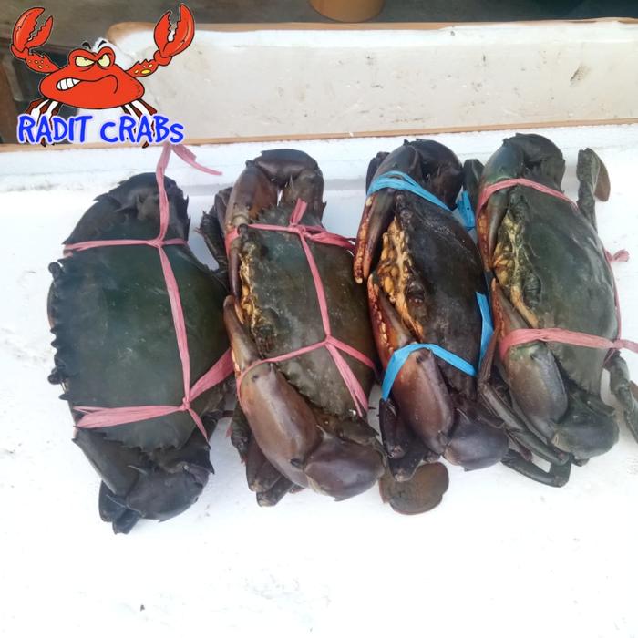 Jual Kepiting Fresh (Hidup) isi 4 EKOR/KG @200gr UP - Jakarta Barat ...