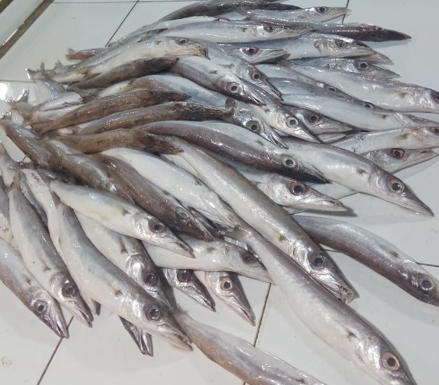 Jual Ikan Snuk / Senuk / Snop / Kacang kacang / Barakuda polos - Kab ...