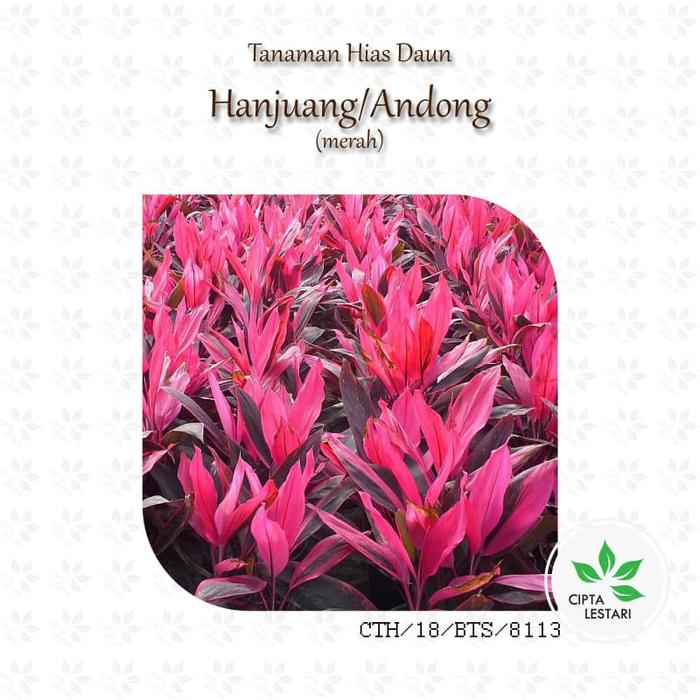 Jual Tanaman Hias Daun Hanjuang Andong Merah - Bibit Pohon Unik - Kota ...