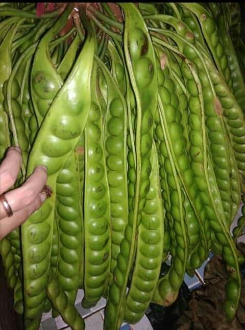Buah Pete