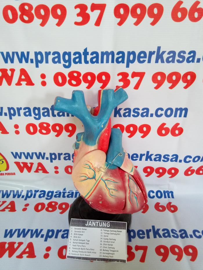 Jual Model Jantung Anatomi Jantung Manusia - Kab. Sleman - CV PRAGATAMA ... Jual Model Jantung Anatomi Jantung Manusia - Kab. Sleman - CV PRAGATAMA ...