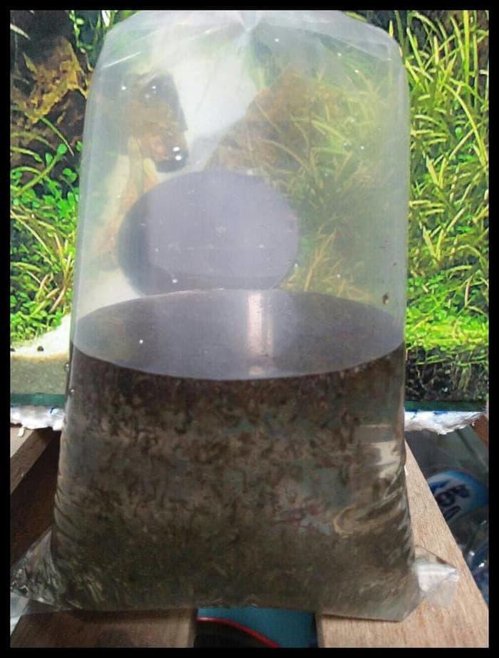 Jual Makanan ikan Cupang Encu/jentik nyamuk paketan - Kab. Tangerang ...