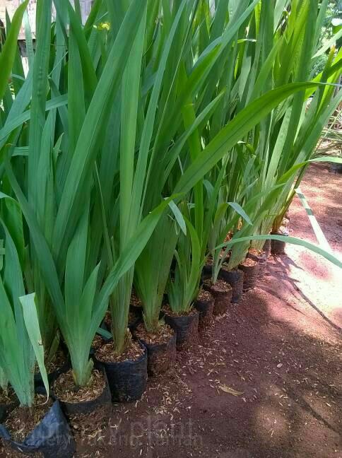 Jual Tanaman Hias Airis | Bunga Airis | Pohon Airis - Kab. Bogor ...