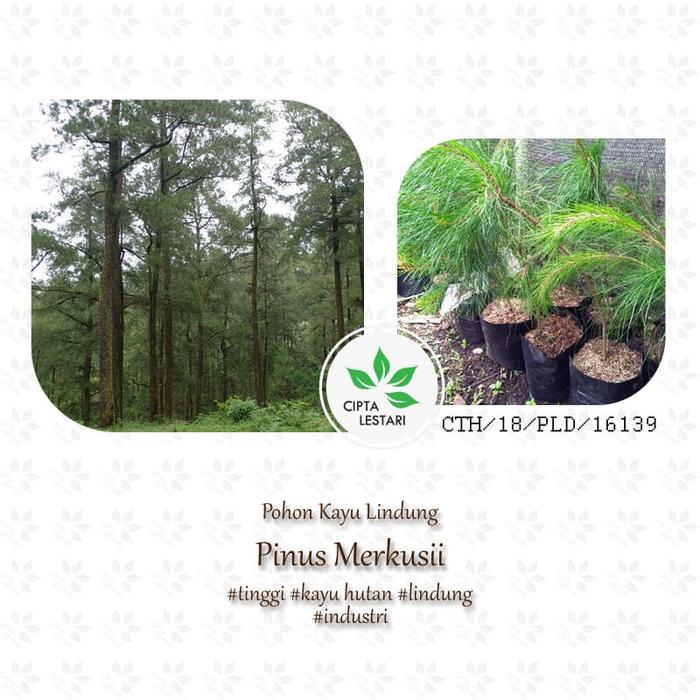 Jual Bibit Pohon Kayu Pinus Merkusii Super Tanaman Hutan Pelindung ...